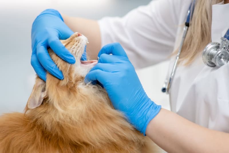 Cat Teeth Cleaning: How to Clean Your Cat's Teeth | Los Angeles Vets