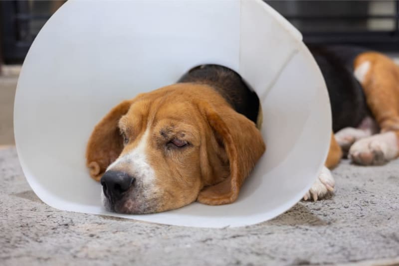 Signs of Infection After Neutering Dog | Apple Valley Vets