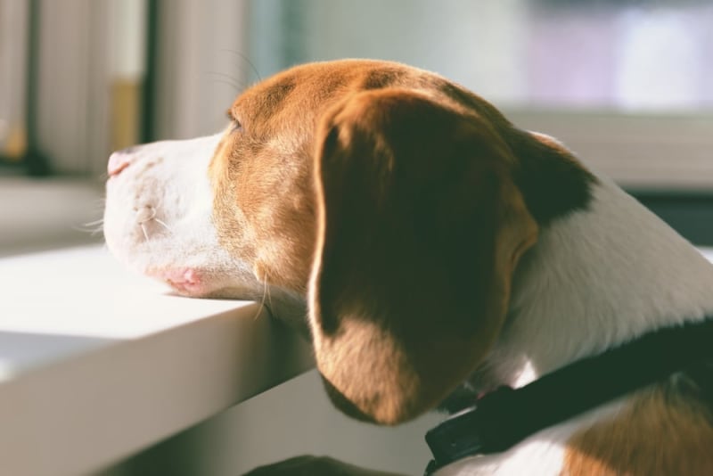 Leaving a Puppy Alone at Home for the First Time in Fort Collins