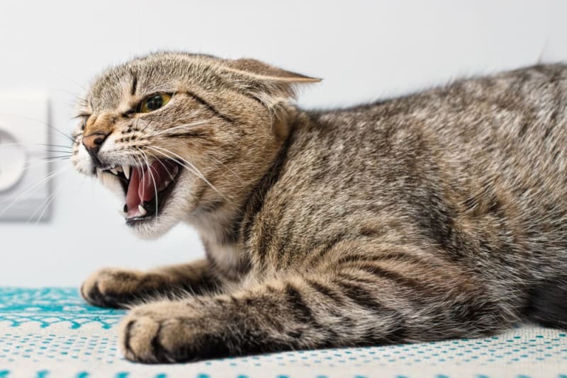 Rabies in Cats | Johns Creek Vets