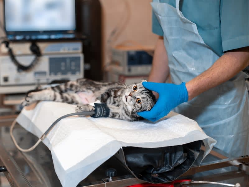 Anesthesia for Cats, Ventura Vets
