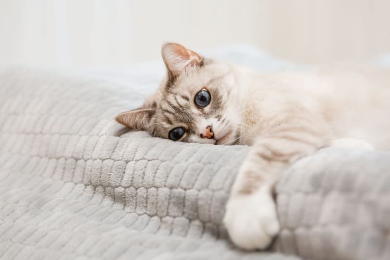 How to Tell If Your Cat is Sick: Signs & Symptoms | Voorhees Vets