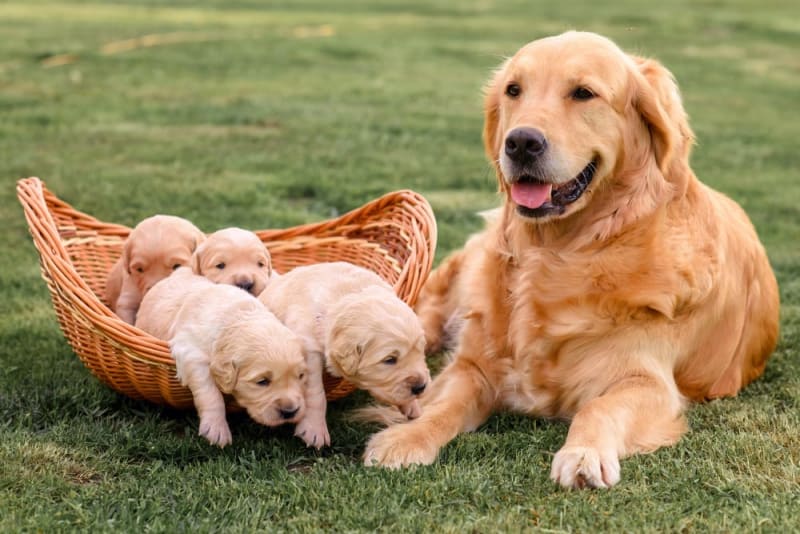 C-Section for Dogs: Everything You Should Know | Gardena Vets
