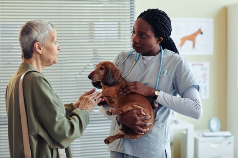 Making the Most of Your Pet's Routine Exam: What to Ask Your Vet ...