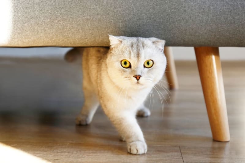 Why Is My Cat Limping All Of A Sudden Upland Vet Why Is My Cat Limping All Of A Sudden Upland Vet