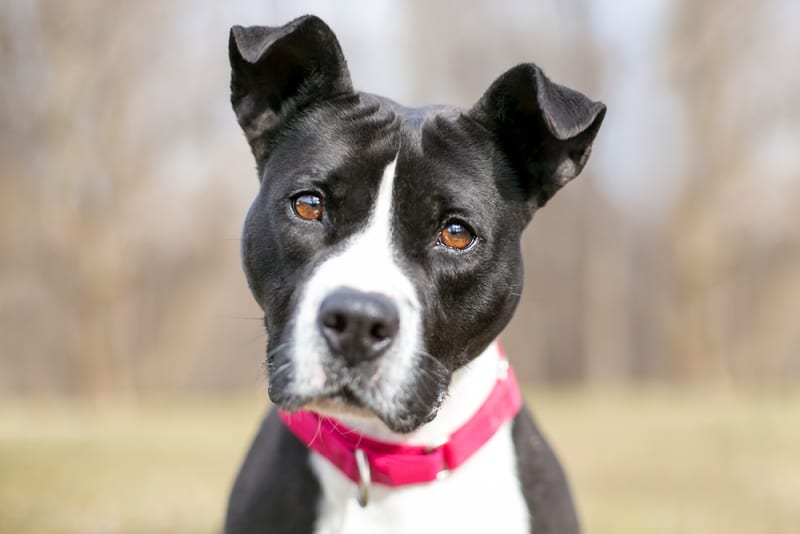 Your Guide to Orthopedic Surgery in Dogs | Southborough Vets