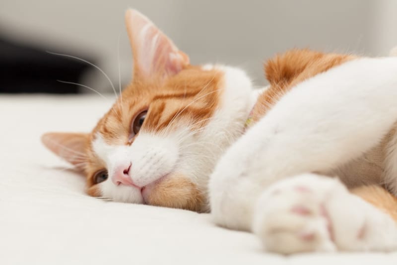 How to tell if your cat is sick: Signs and Symptoms | Our Vets in Ypsilanti