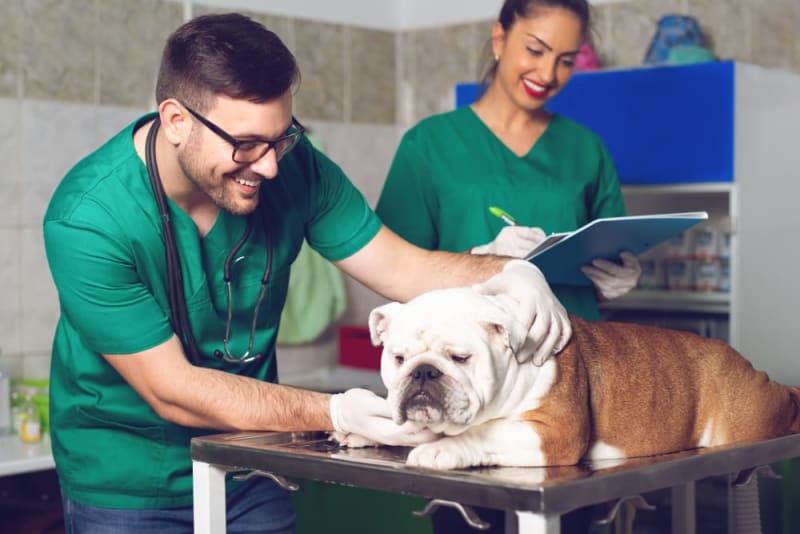 Types of Diagnostic Tests for Pets | Kent Vets
