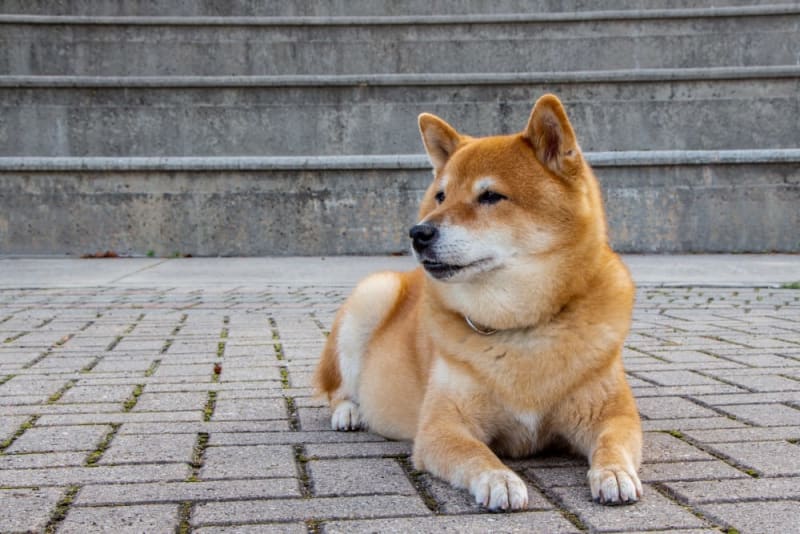 Cranial Cruciate Ligament (CCL) Rupture in Dogs | Novato Vets