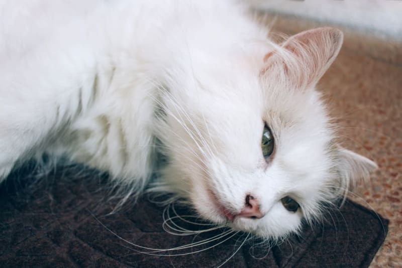 Signs of Pain in Cats & How to Help | Our Vets in Ypsilanti