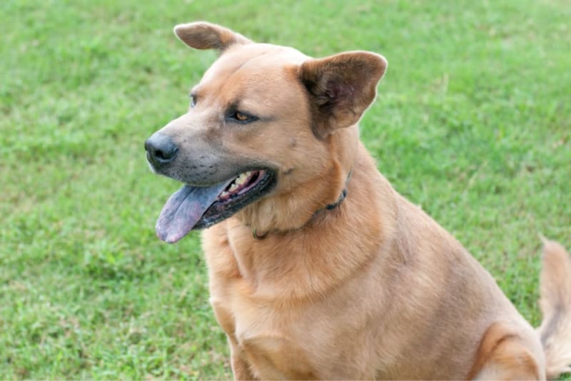 Cyanosis in Dogs | Gold Canyon, Arizona Vets