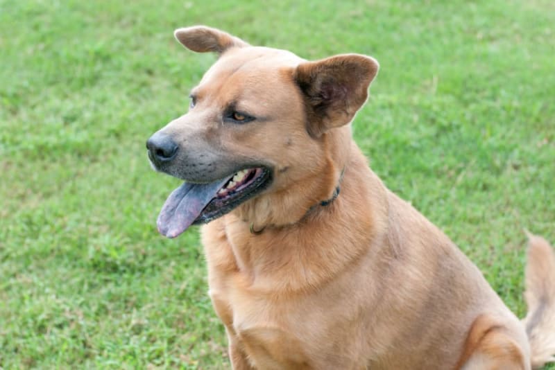 Cyanosis in Dogs | Baltimore Vets
