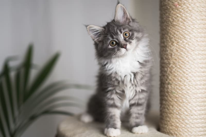 Kitten Age Chart: How to Tell How Old a Kitten Is | Austin Vets
