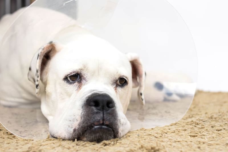 Cyanosis in Dogs | Novato Vets