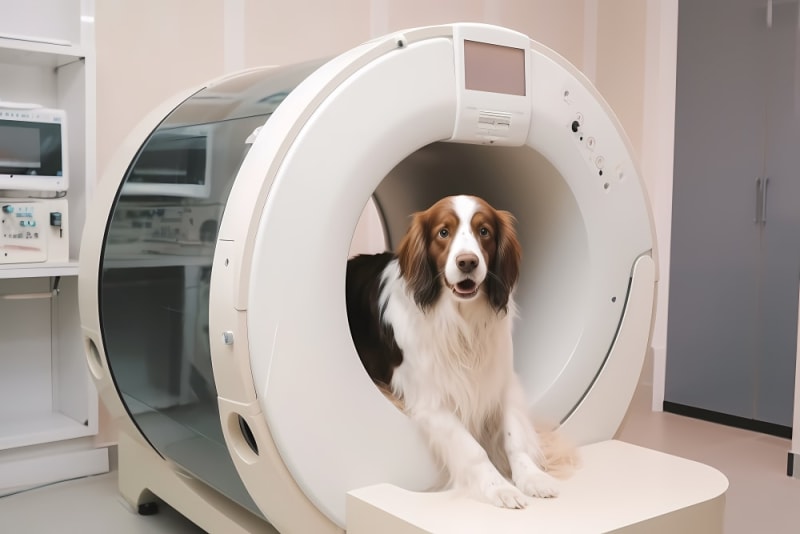 Diagnostic Imaging for Dogs & Cats | Veterinary Diagnostic Laboratory ...