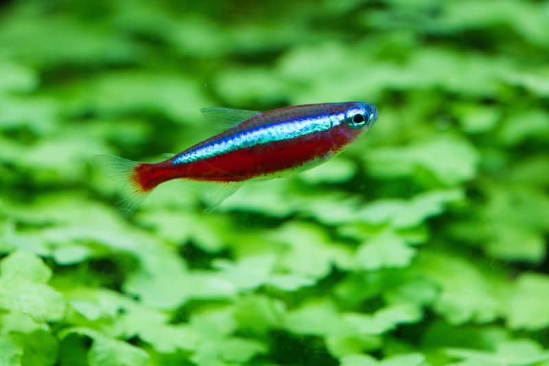 Easiest Fish to Take Care of for Beginners, Des Moines Vets