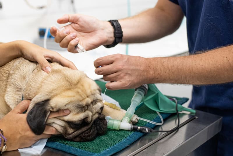 Anesthesia for Dogs | San Jose Vets
