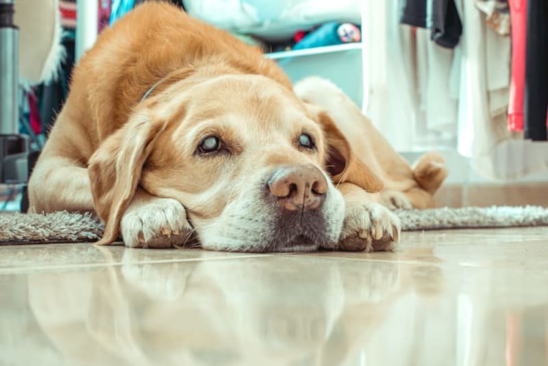How to Care for a Blind Dog | Cat & Dog Eye Surgery in Renton