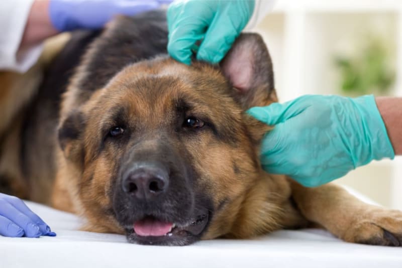Bleeding Ears in Dogs: Causes & Treatment | Lithia Springs Vets