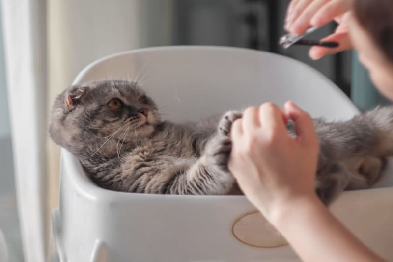 Why are my cat's nails splitting? | Concord Vets