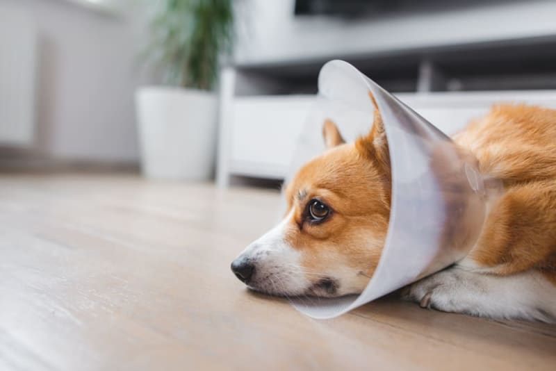 Getting Your Dog Fixed: When & What to Know | Spaying & Neutering ...