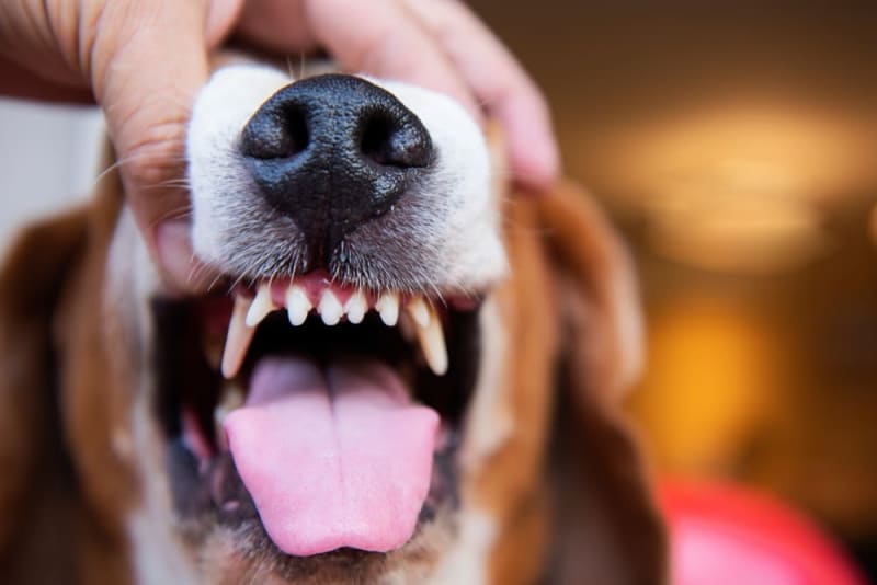 Common Dental Problems in Dogs | Our local vets in Turlock