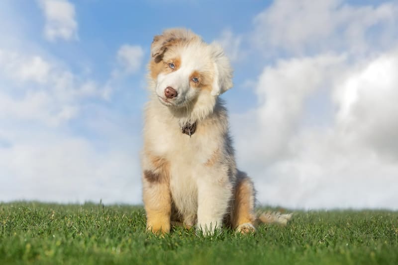 Your Guide to Getting Your Dog Fixed | Windsor Vet