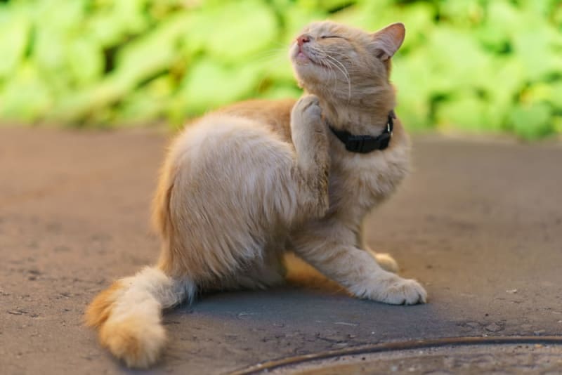 Cat Skin Allergies | Cordova Vets