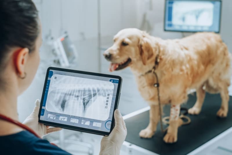 Veterinary Radiography for Cats & Dogs | St. Louis Vets