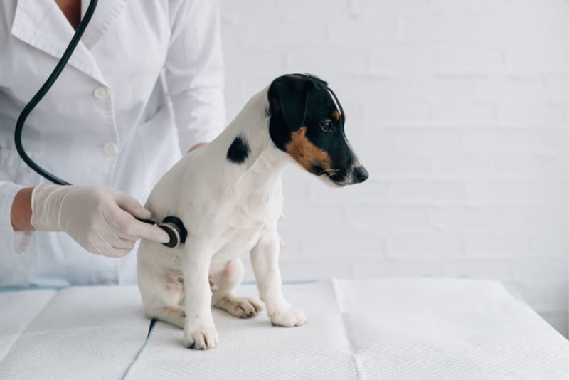 Making the Most of Your Pet's Routine Exam: What to Ask Your Vet ...