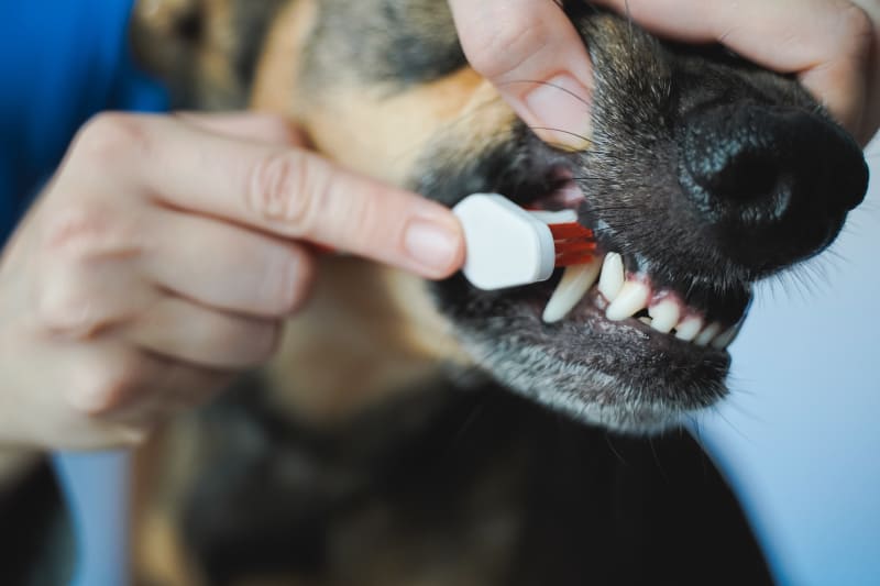 Tooth Extractions in Dogs, Statesboro Vets