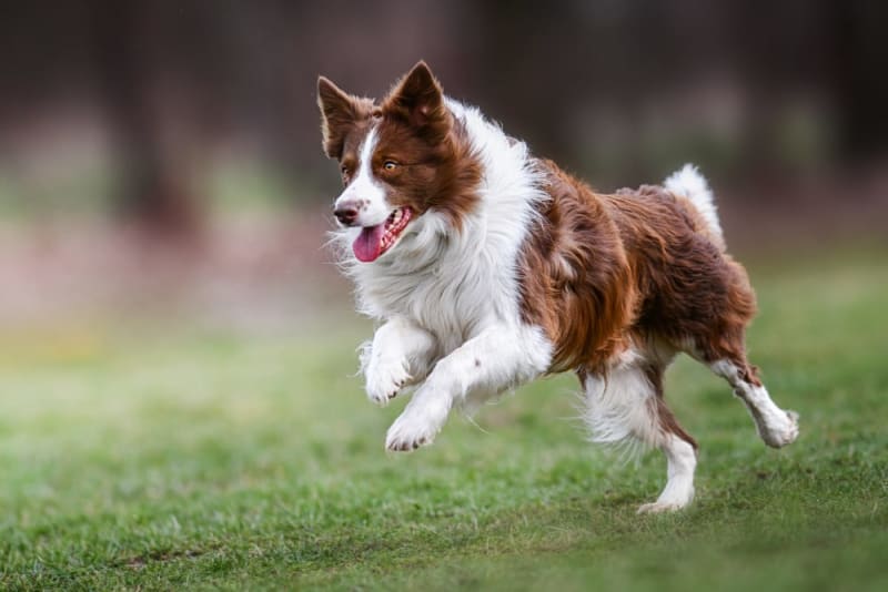 How to Strengthen an Old Dog's Hind Legs | West Chester Vets