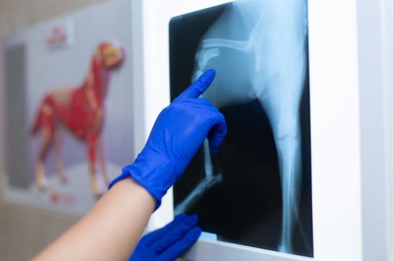 X-Rays for Dogs, Stockton Vets