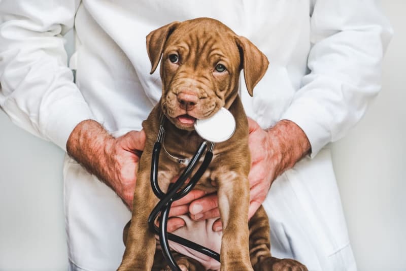 Puppy’s First Vet Visit: Checklist & What to Expect | Pleasant Hill Vet ...