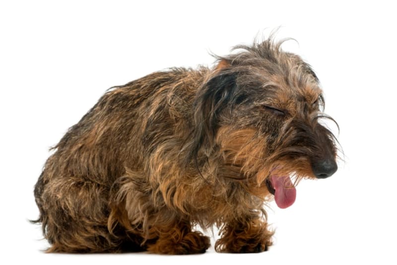 Signs Your Pet is Choking & What To Do, Fort Worth Vets