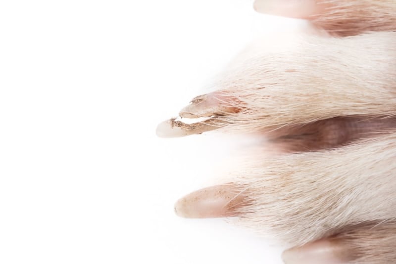 My Dog Has Broken A Nail. What Do I Do? | Our Vets in Palmdale