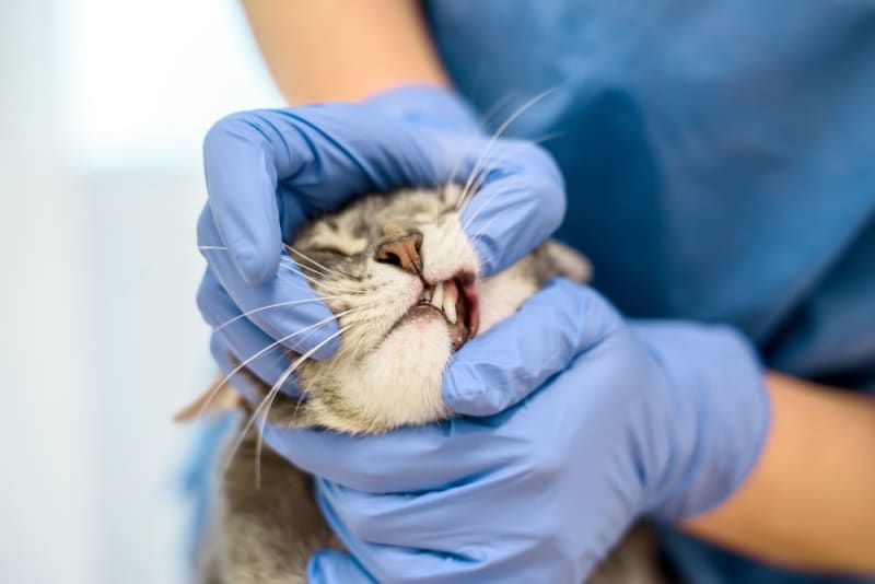 Tooth Resorption in Cats | Wake Forest Vets