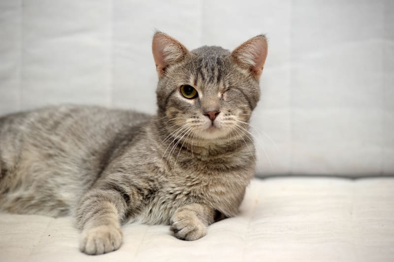 Enucleation: Eye Removal in Cats and Dogs, Monroe Vets