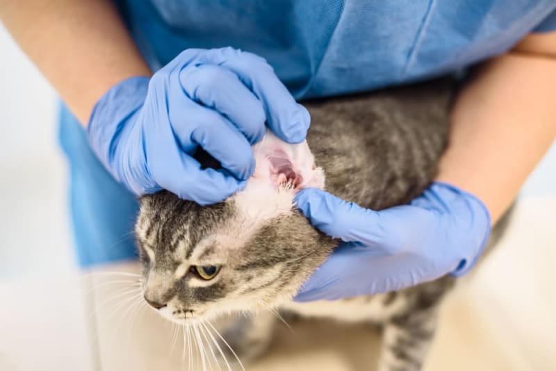 Ear Infections in Cats | South Plainfield Vets
