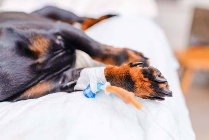 Anesthesia for Dogs | Maury County Vets