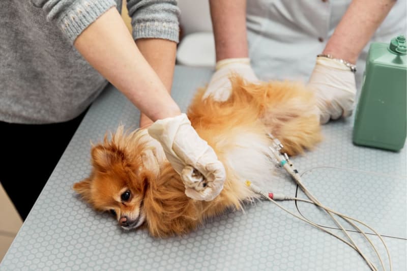 ECG for Dogs & Cats, Clarksville Vets