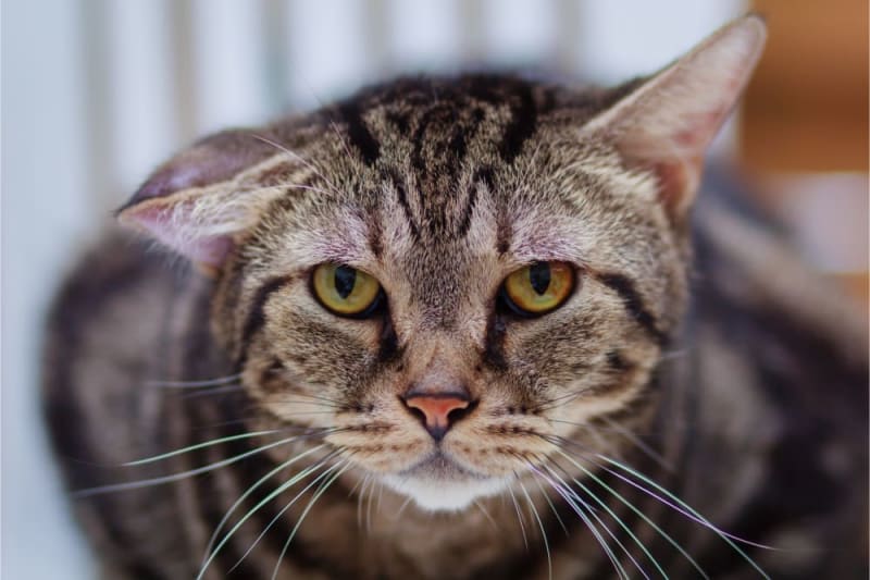 Aural Hematoma Surgery in Cats, Rochester Vets