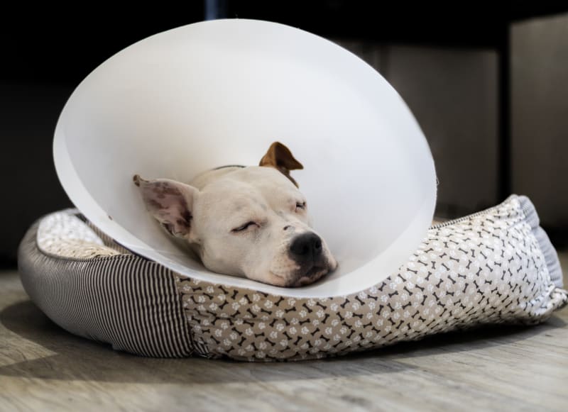 Tips for Helping Your Dog Recover after Vet Surgery | Nashville Vet