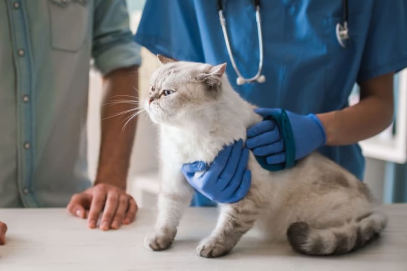 Cat Recovering from Surgery | Marcello Veterinary Hospital Vets