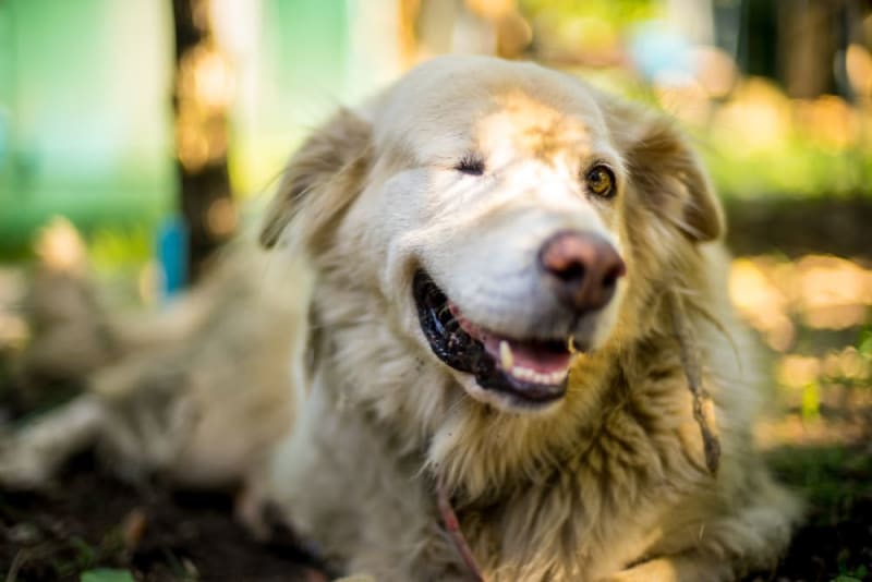 Enucleation: Eye Removal in Cats and Dogs, Vienna Vets