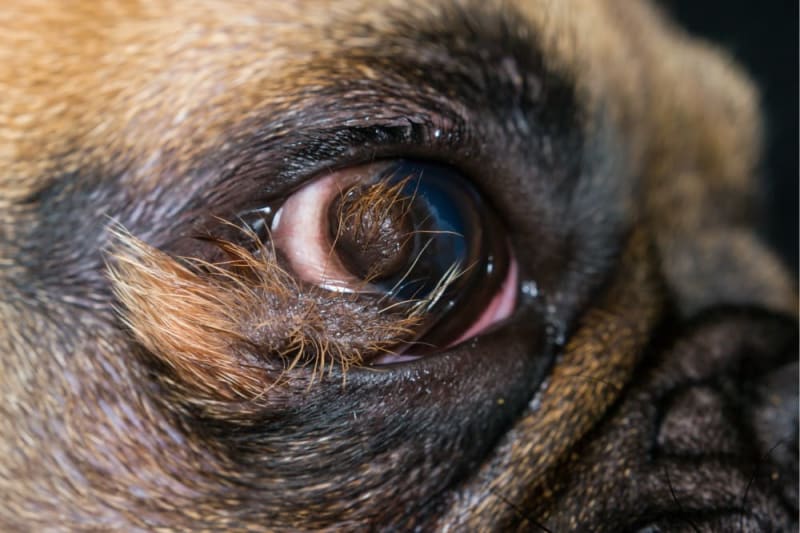 Corneal Dermoids in Dogs, Renton Vet