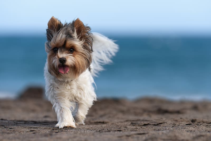 Why is my dog limping? | Winston-Salem Emergency & Specialist Animal ...