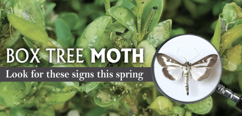 Box Tree Moth Solutions