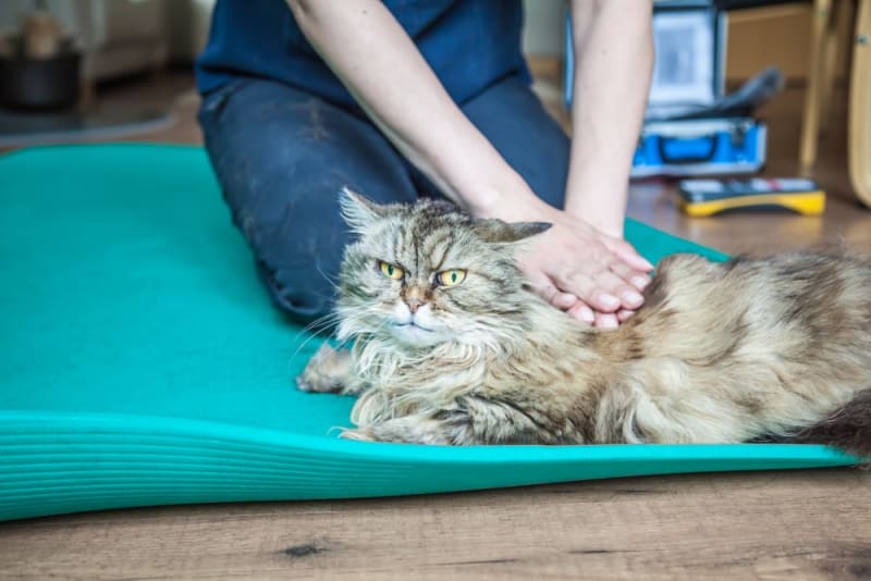 Cat Physical Therapy - Everythinkg You Should Know About Cat ...