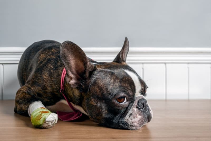 What To Do If Your Dog Has a Cut Paw Pad, Statesboro Vet